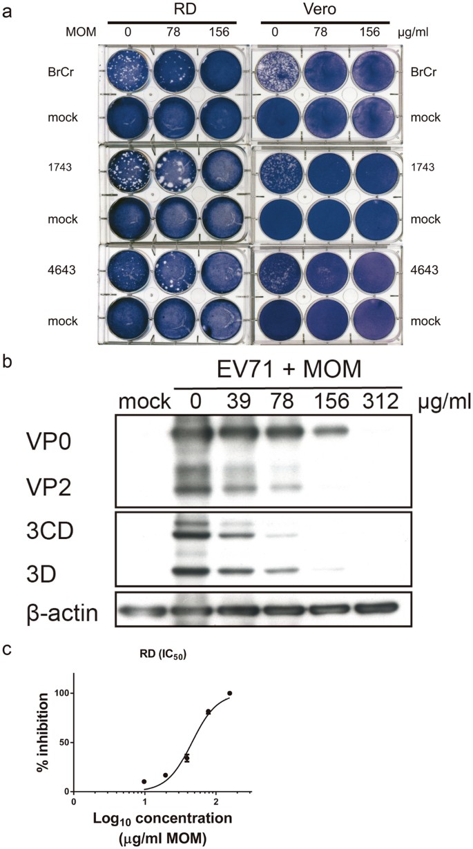 Anti-enterovirus 71 activities of Melissa officinalis extract and its ...
