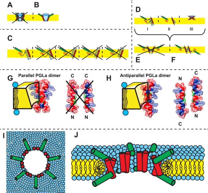 Molecular mechanism of synergy between the antimicrobial peptides PGLa ...