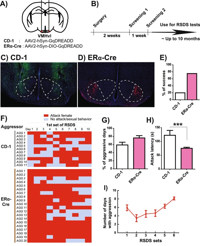 Establishment of a repeated social defeat stress model in female mice ...