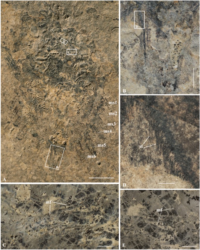 Exceptional appendage and soft-tissue preservation in a Middle Triassic ...