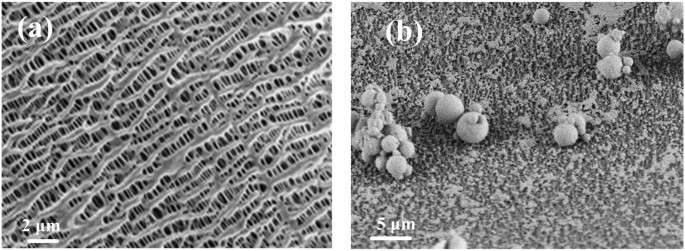 Colloidal Force Study of Particle Fouling on Gas Capture Membrane ...