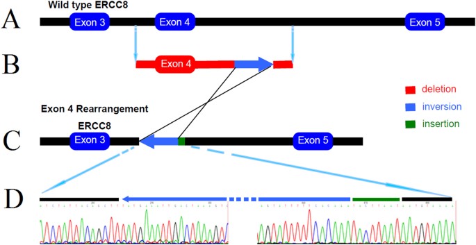 Molecular spectrum of excision repair cross-complementation group 8 ...