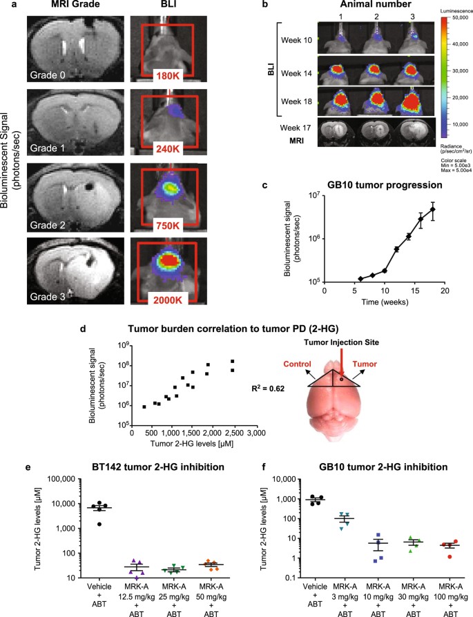 A Brain Penetrant Mutant IDH1 Inhibitor Provides In Vivo Survival ...