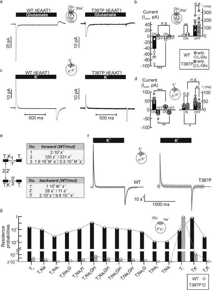 Impaired K + binding to glial glutamate transporter EAAT1 in migraine ...