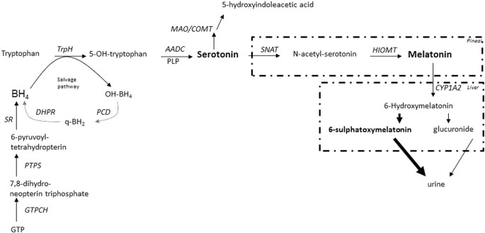 Urinary sulphatoxymelatonin as a biomarker of serotonin status in ...