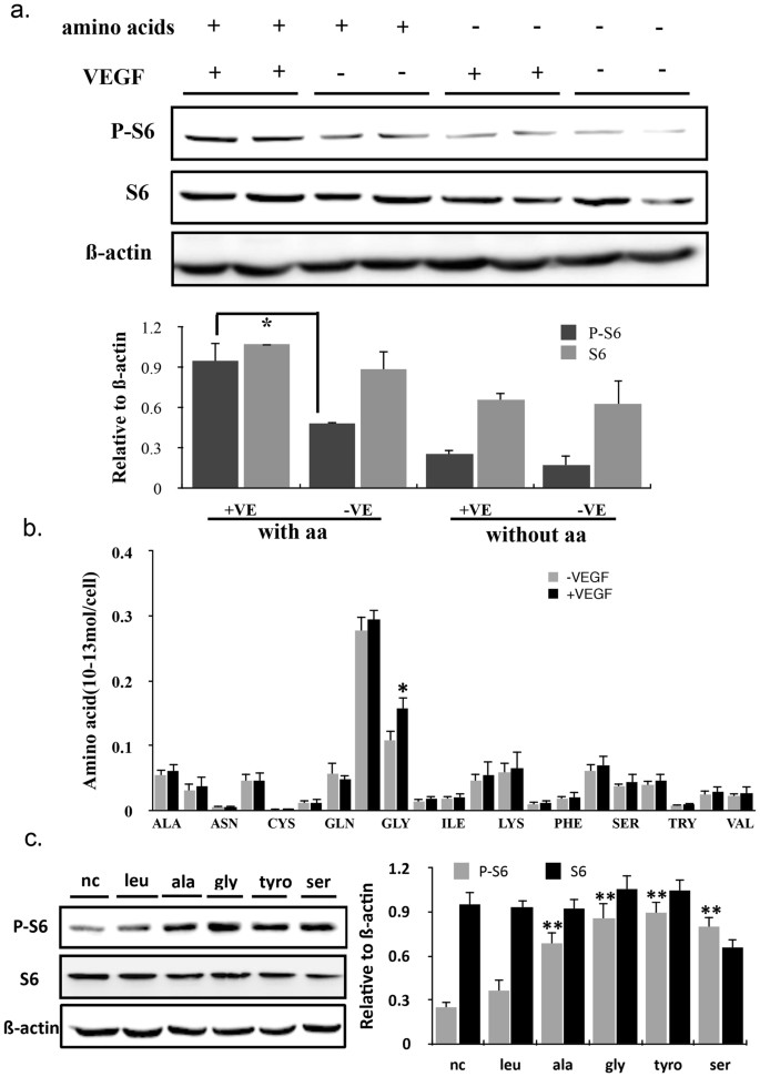 Vascular endothelial growth factor signaling requires glycine to ...