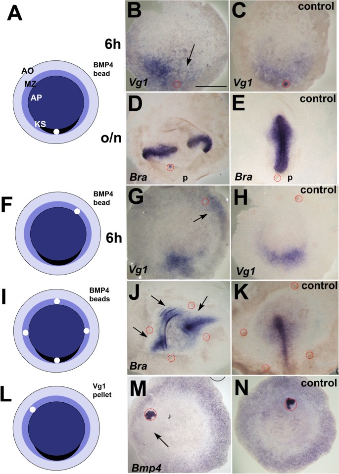 A molecular mechanism of symmetry breaking in the early chick embryo ...