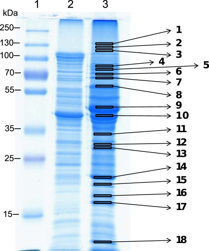 FMNH2-dependent monooxygenases initiate catabolism of sulfonamides in ...