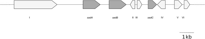 FMNH2-dependent monooxygenases initiate catabolism of sulfonamides in ...