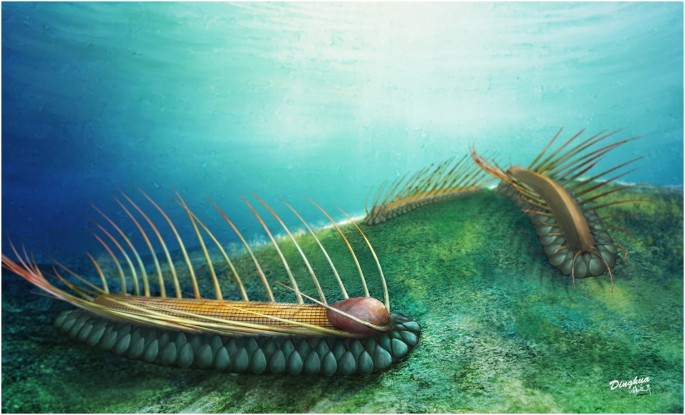 Orthrozanclus elongata n. sp. and the significance of sclerite-covered ...