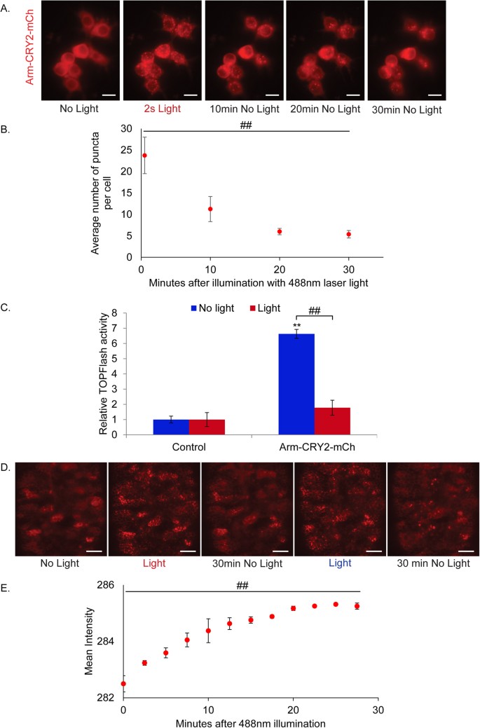Coupling optogenetics and light-sheet microscopy, a method to study Wnt ...
