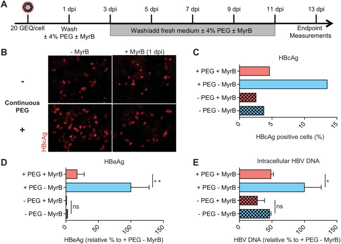 A robust cell culture system supporting the complete life cycle of ...