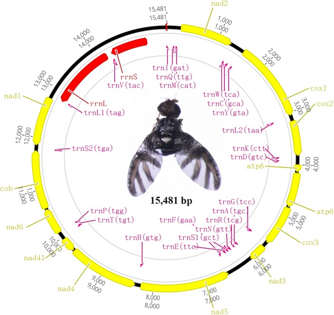 The mitochondrial genome of the wolfberry fruit fly, Neoceratitis ...