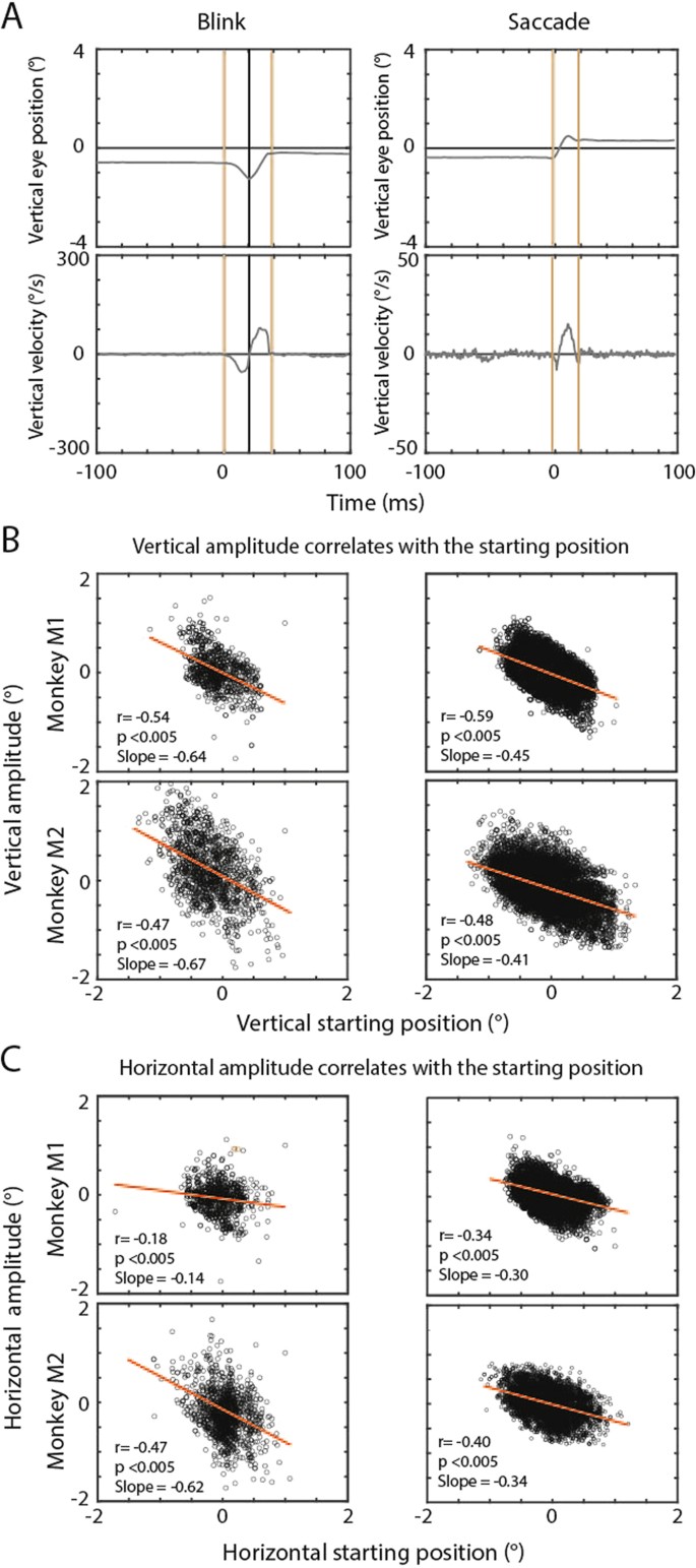 Blink associated resetting eye movements (BARMs) are functionally ...
