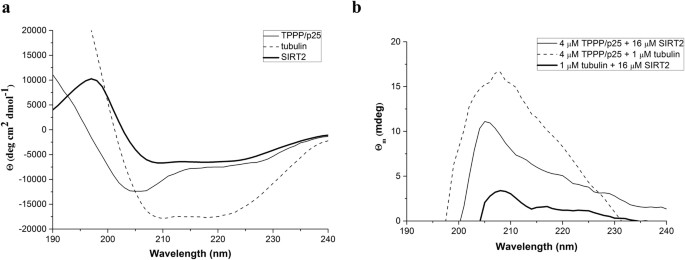 Modulation Of Microtubule Acetylation By The Interplay Of TPPP/p25 ...