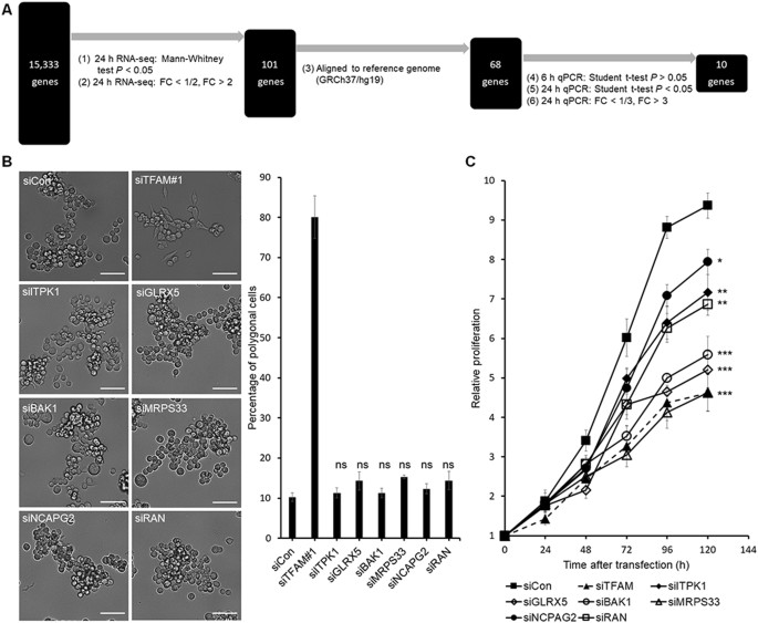 Transcriptomic analysis of mitochondrial TFAM depletion changing cell ...