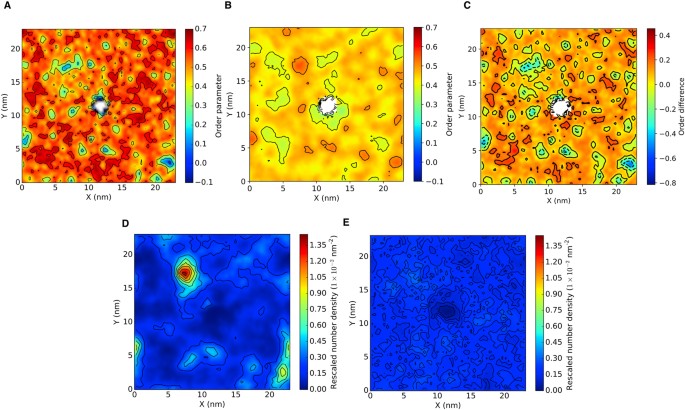 Communication between the leaflets of asymmetric membranes revealed from coarse-grain molecular ...