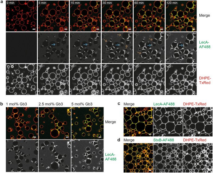 Lectin-mediated protocell crosslinking to mimic cell-cell junctions and ...