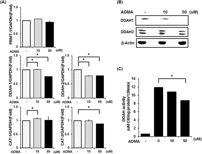 Asymmetric dimethylarginine (ADMA) is identified as a potential ...