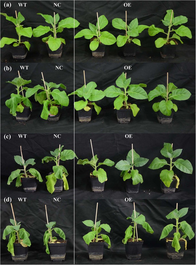 A novel gene of Kalanchoe daigremontiana confers plant drought ...