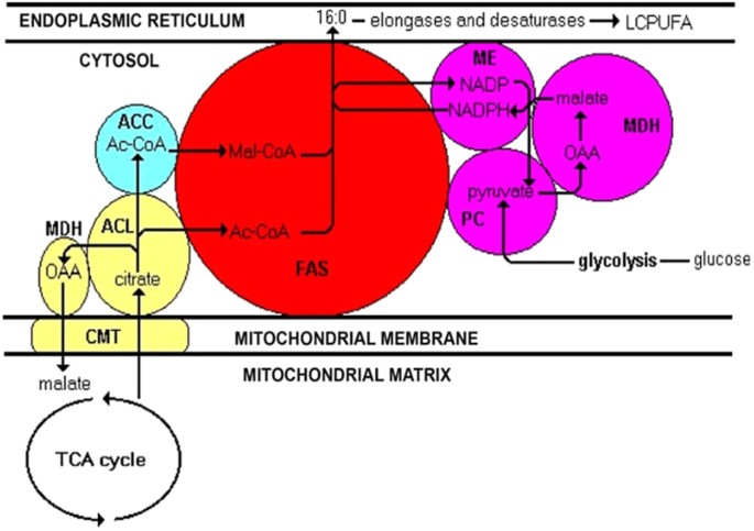 First evidence for a multienzyme complex of lipid biosynthesis pathway ...