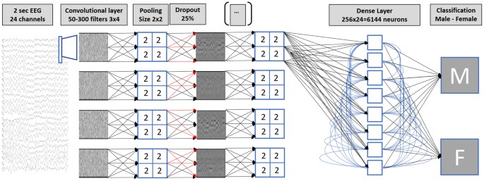 Predicting Sex From Brain Rhythms With Deep Learning