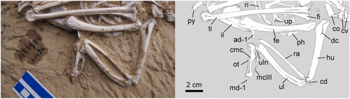 Vocal specialization through tracheal elongation in an extinct Miocene ...