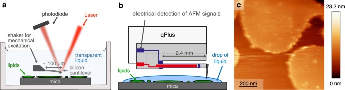 Imaging in Biologically-Relevant Environments with AFM Using Stiff ...