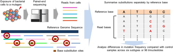 A genome-wide mutation analysis method enabling high-throughput ...