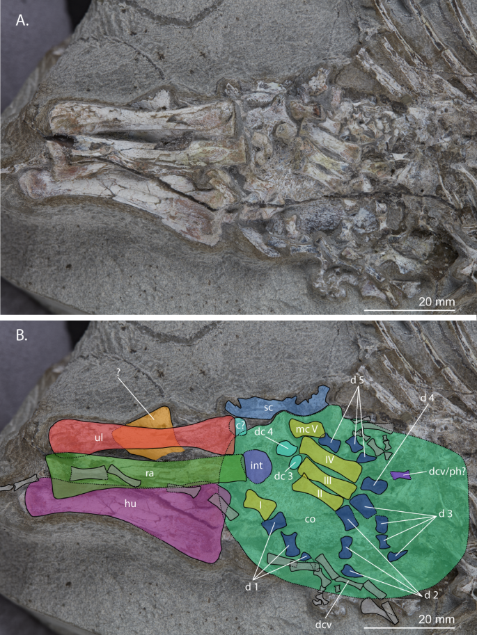 A new specimen of Prolacerta broomi from the lower Fremouw Formation ...