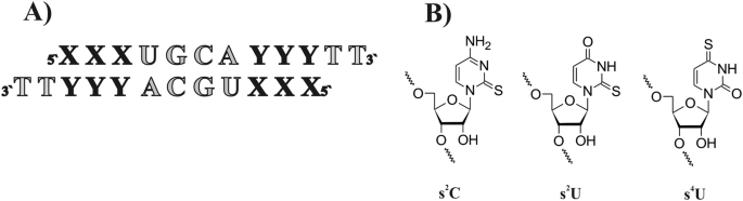 A systematic study on the influence of thermodynamic asymmetry of 5 ...