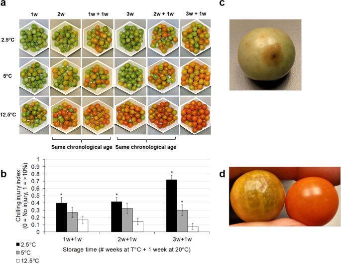 Integrative analysis of postharvest chilling injury in cherry tomato ...