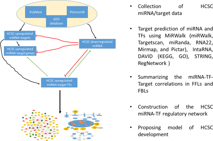 Co-regulatory Network of Oncosuppressor miRNAs and Transcription ...