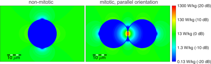 Tumour-treating fields (TTFields): Investigations on the mechanism of ...
