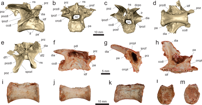 A new desert-dwelling dinosaur (Theropoda, Noasaurinae) from the ...