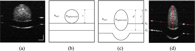 Optical coherence tomography complements confocal microscopy for ...
