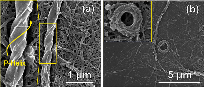 Supramolecular super-helix formation via self-assembly of naphthalene ...