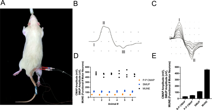 Assessing Rat Forelimb and Hindlimb Motor Unit Connectivity as ...