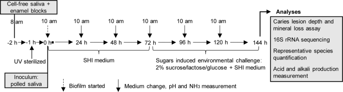 Sucrose promotes caries progression by disrupting the microecological ...