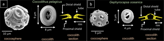 High resolution spatial analyses of trace elements in coccoliths reveal ...