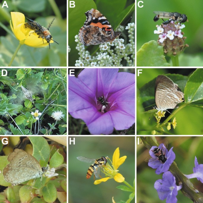 Plants are visited by more pollinator species than pollination ...