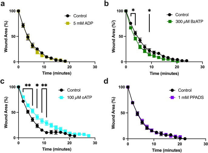 Epithelial wound healing in Clytia hemisphaerica provides insights into ...