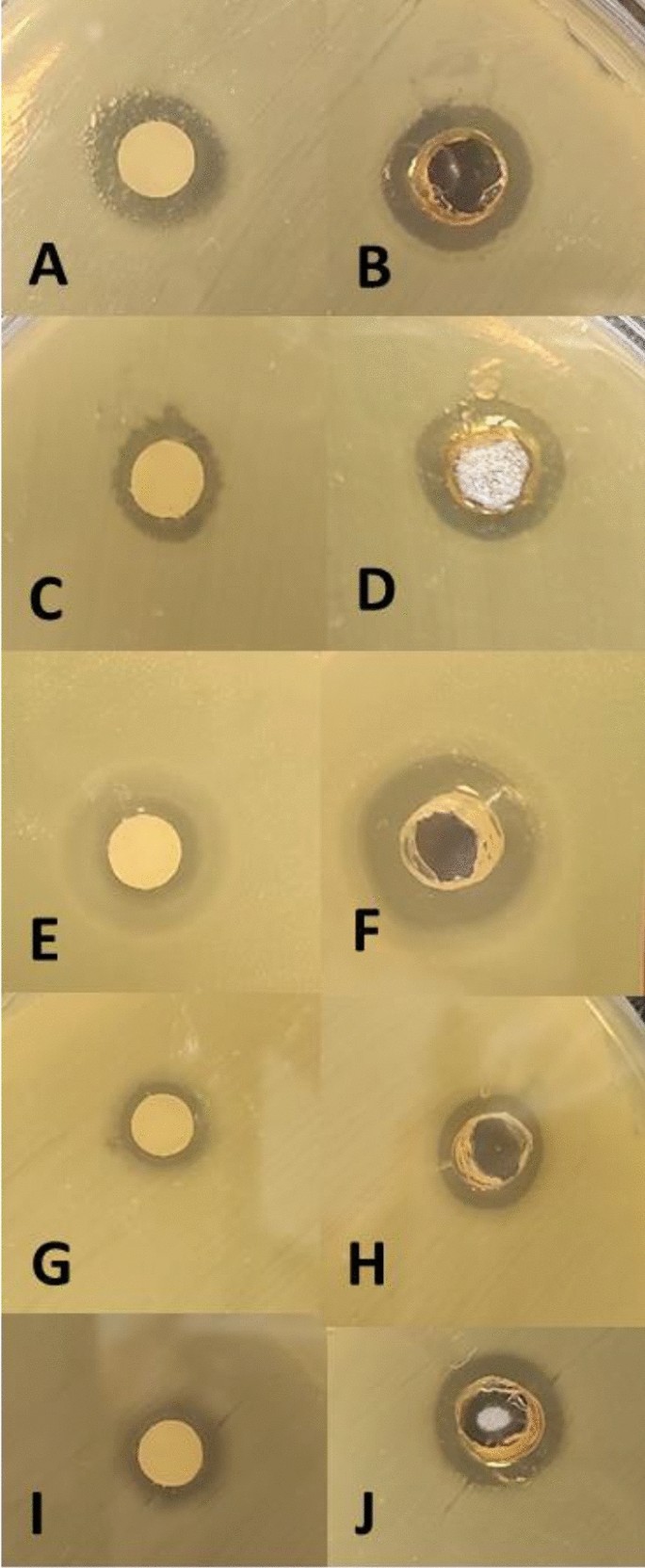 Characterization, antibacterial, and cytotoxic activities of silver ...