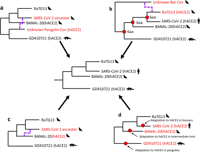 Recombination-aware phylogenetic analysis sheds light on the ...