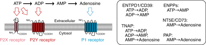 Zinc deficiency causes delayed ATP clearance and adenosine generation ...