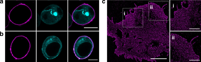 Bioorthogonal labeling with tetrazine-dyes for super-resolution ...