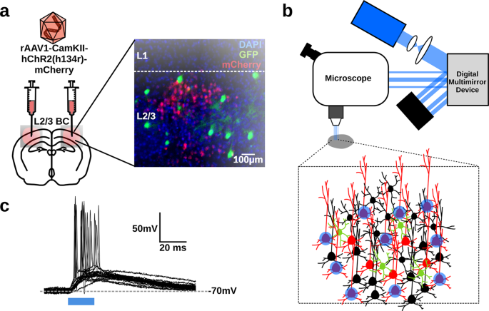 Neocortical inhibitory interneuron subtypes are differentially attuned ...