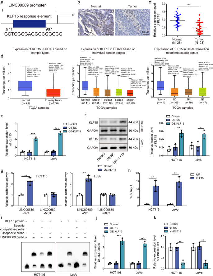 KLF15 transcriptionally activates LINC00689 to inhibit colorectal ...