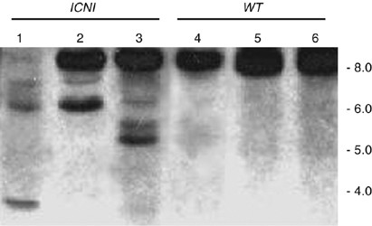 NOTCH1-induced T-cell leukemia in transgenic zebrafish | Leukemia