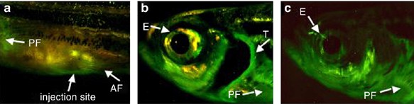 NOTCH1-induced T-cell leukemia in transgenic zebrafish | Leukemia
